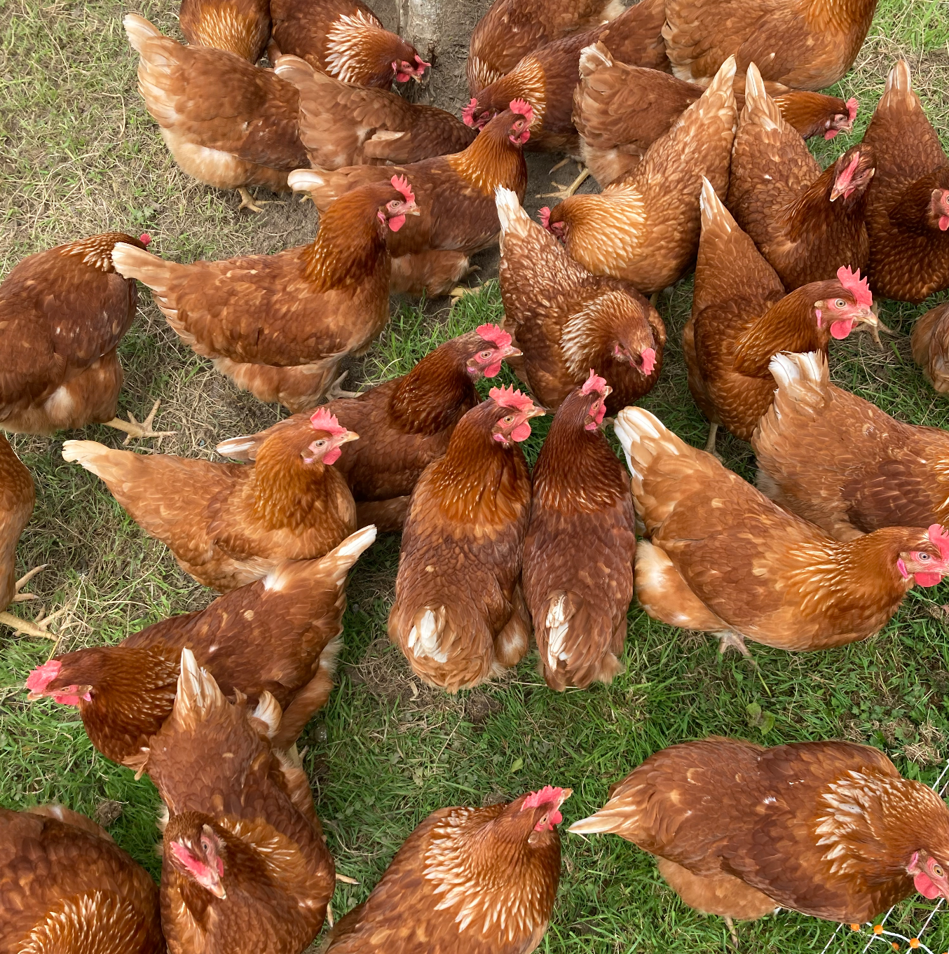 Our 100 Highline Laying Hens – Mangaroa Farms